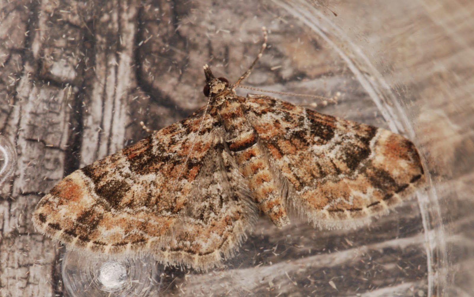 UK Pugs: 1862 Double-striped Pug (Gymnoscelis rufifasciata)