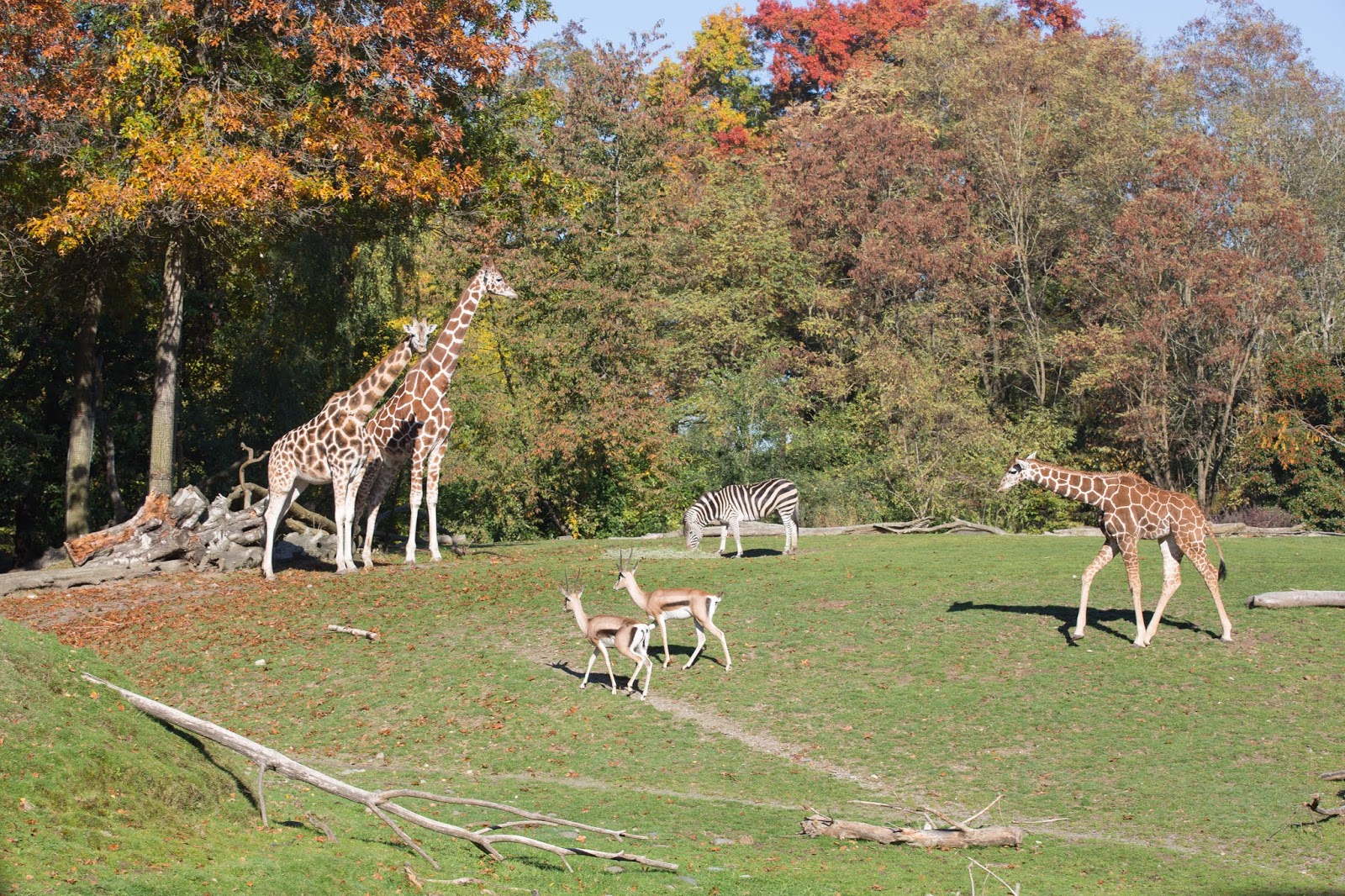 Woodland Park Zoo Blog: 2019