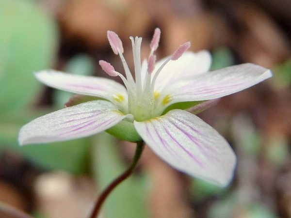 Spring Beauty Flower