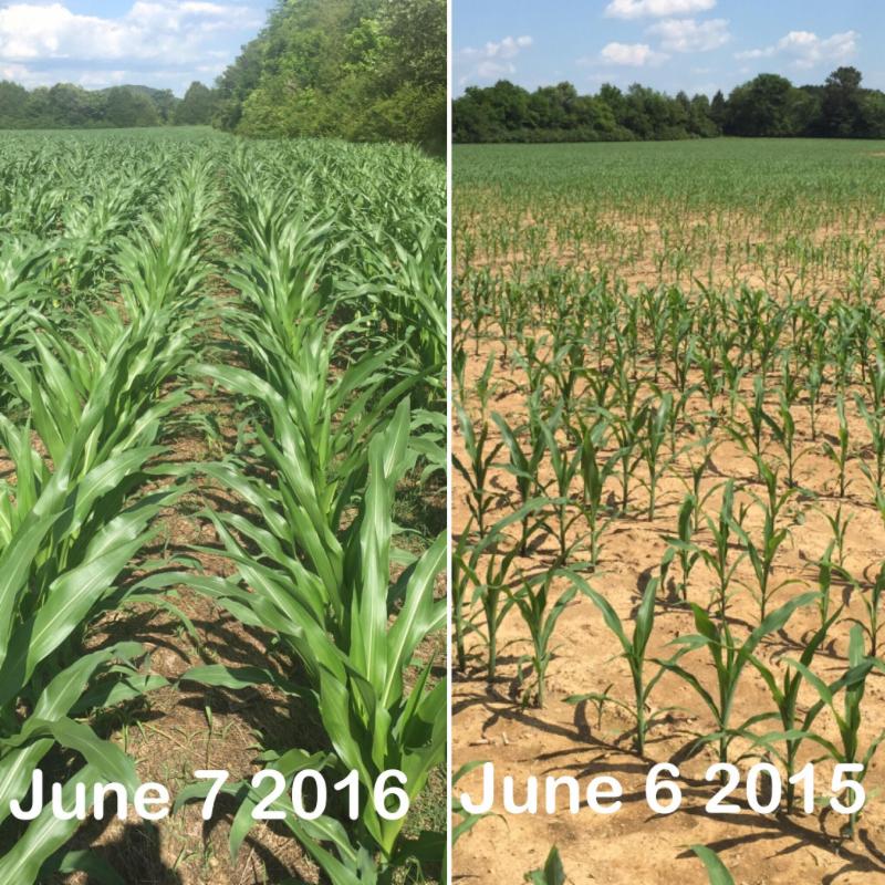 Shooting The Bull: Corn Comparison