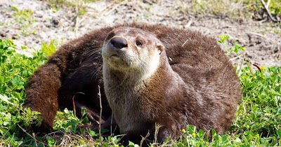 Synapsida: Ancient Otters of Idaho