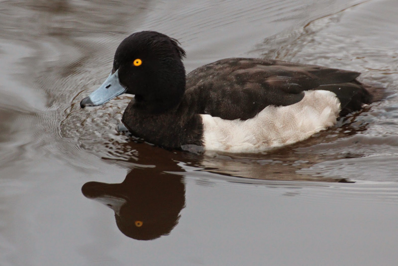 Vogels: Jachthaven Lunegat : 68
