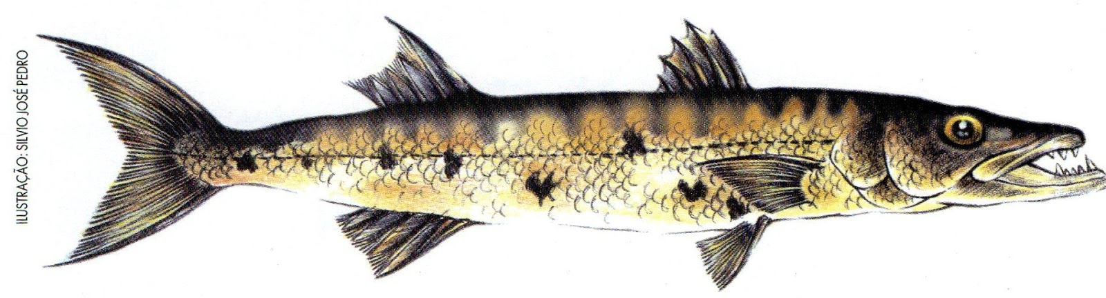 Revista Aruanã Lazer e Esporte no Meio Ambiente: DICIONÁRIO ARUANÃ ...