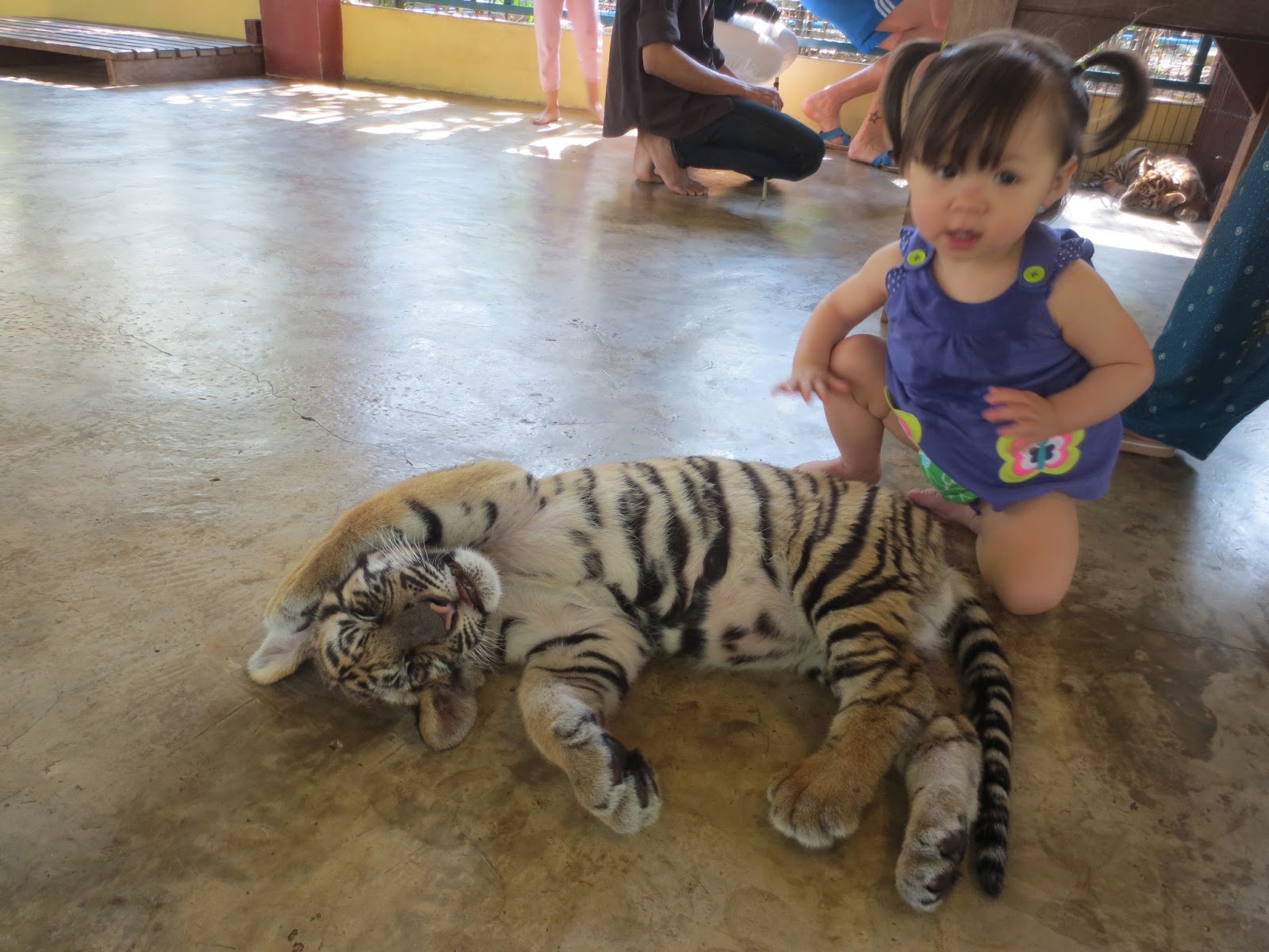 Lap Child Diaries: More Baby Tiger Photos