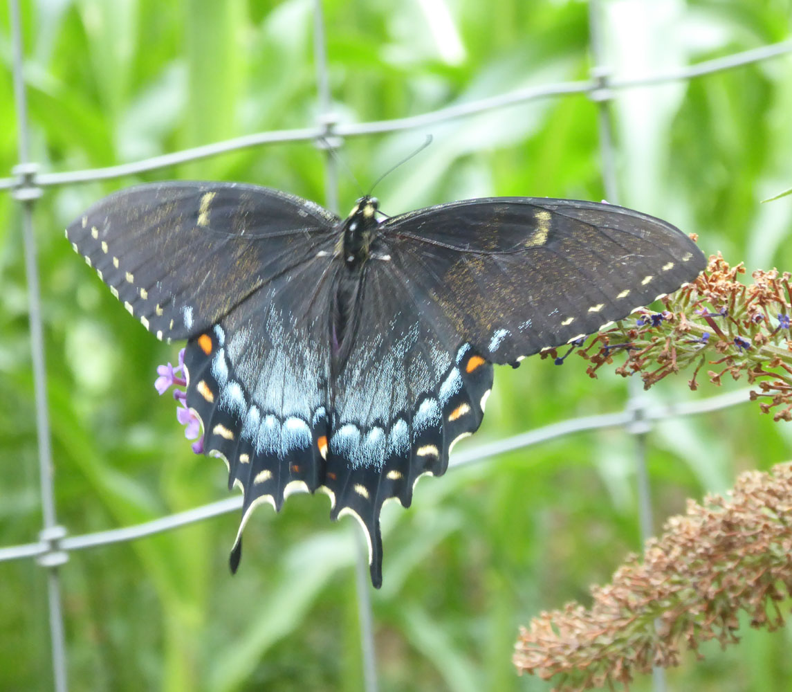 The Enchanted Tree: August Butterflies- The Swallowtails have arrived!
