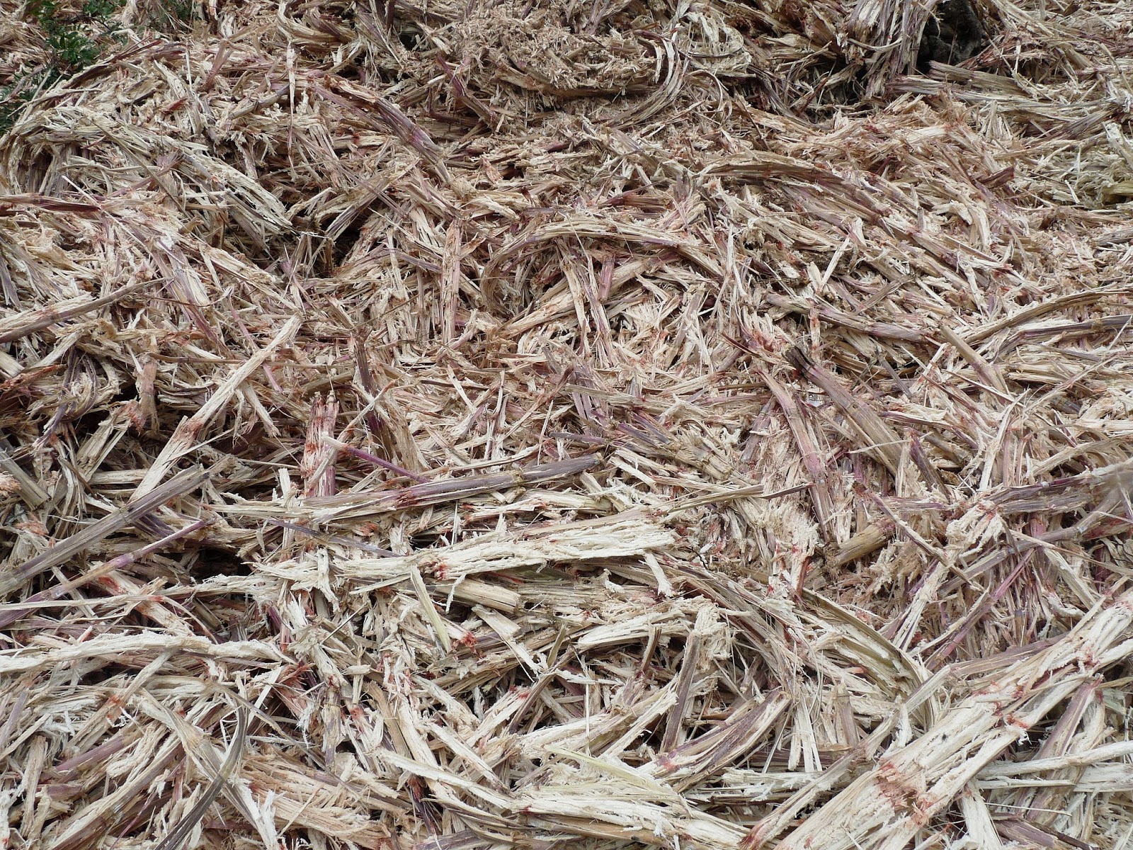 Qué es el bagazo de caña y para qué se utiliza ~ Mr. Fisgón