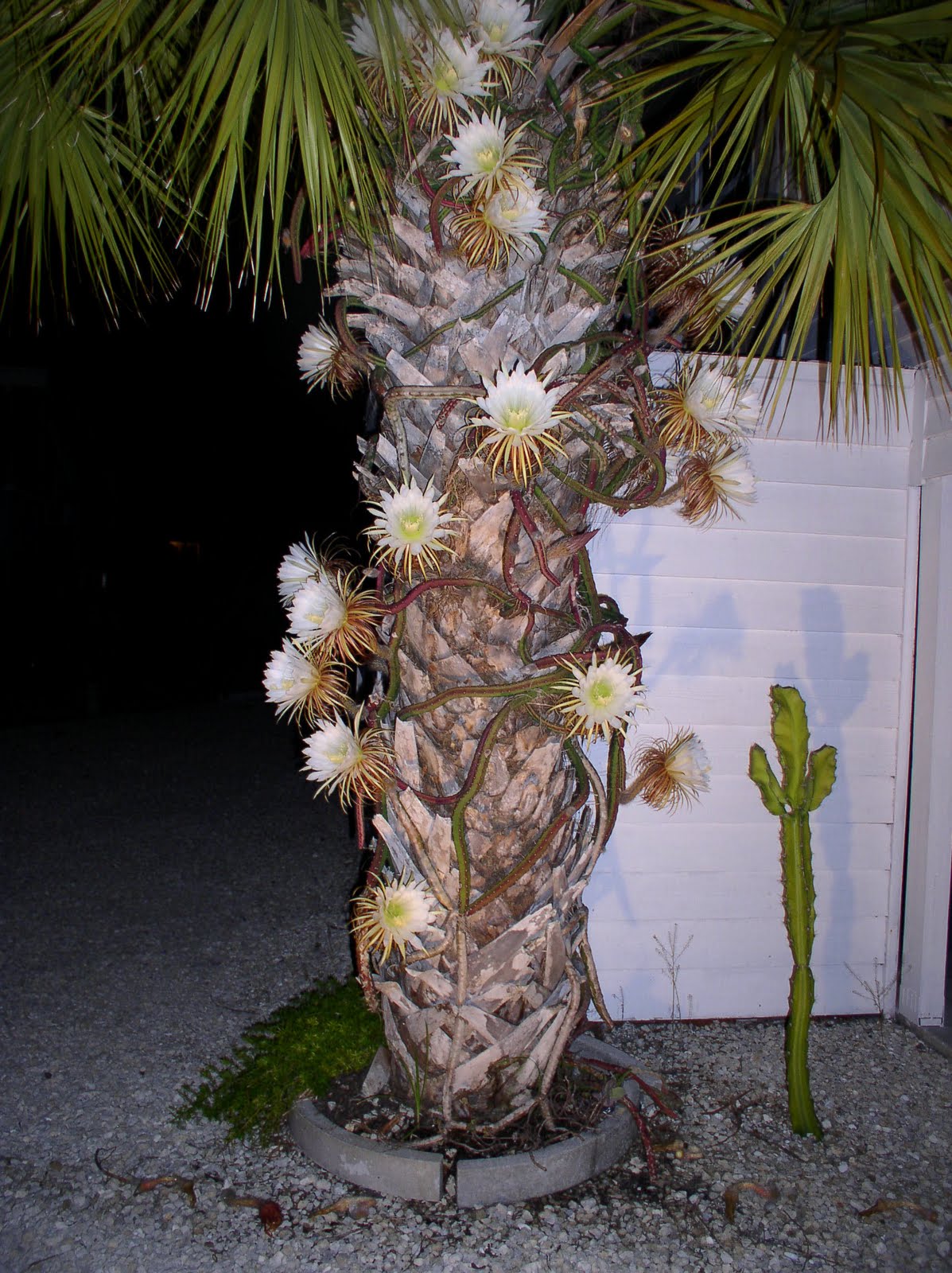 Florida Flowers and Gardens: Night Blooming Cereus