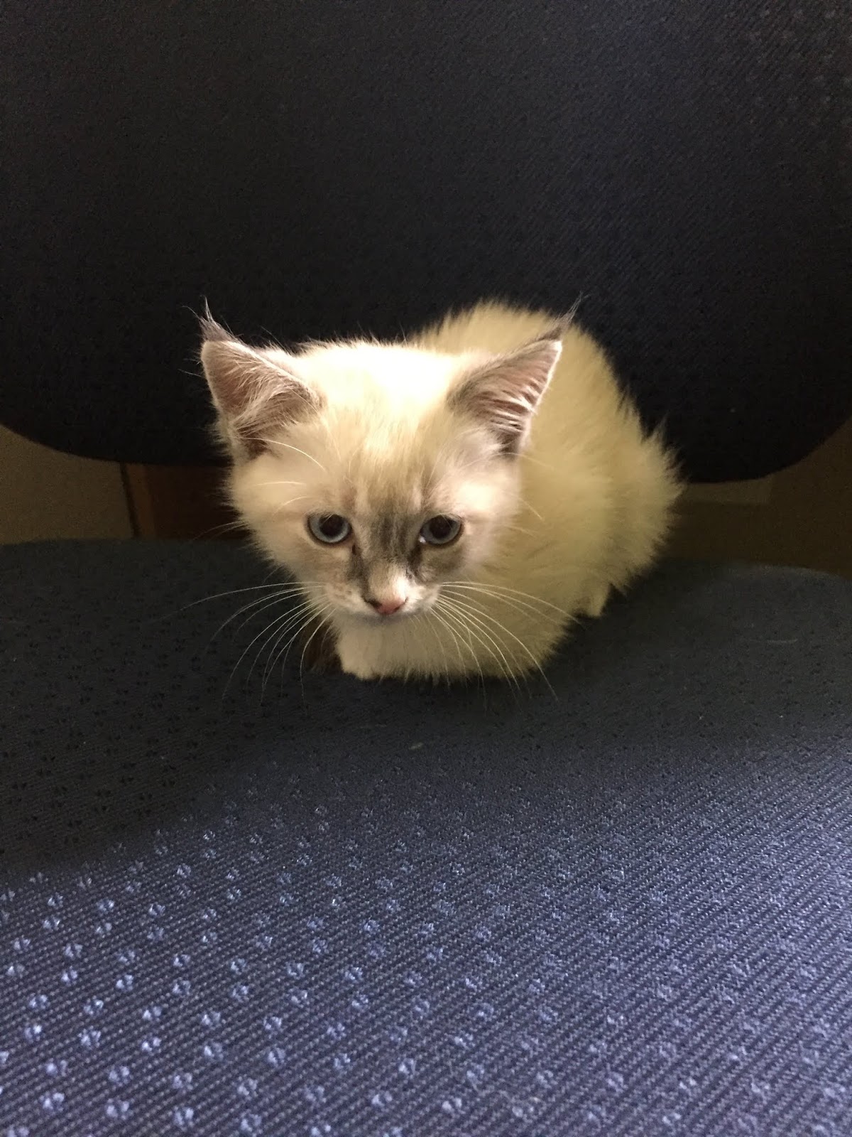 LinkChips : Kittens with Mittens