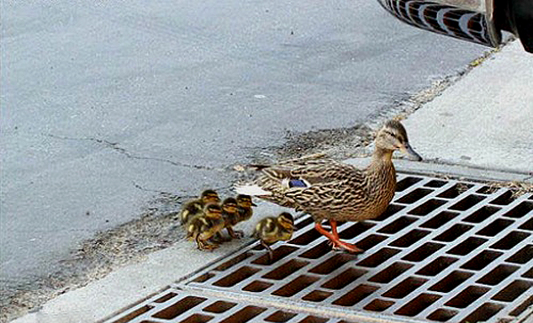 Ducklings Rescued From Sewer - Angelic Hugs
