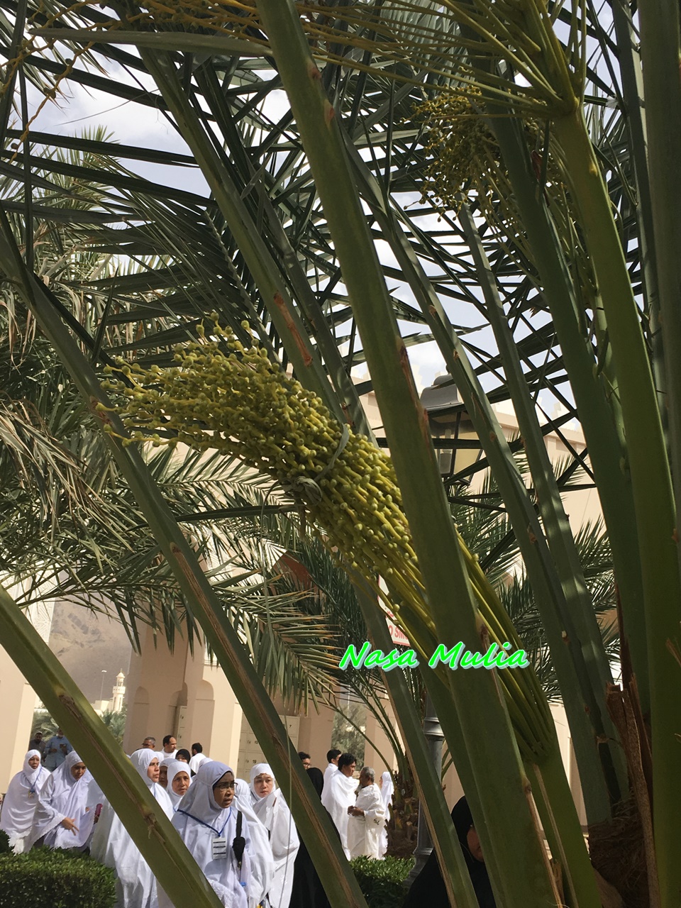 warna warni hidupku..............: Pokok Kurma