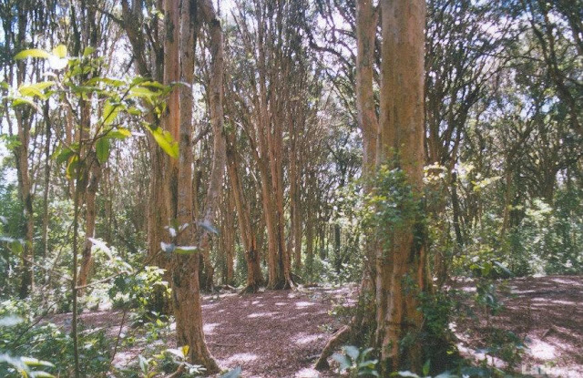 Bosque de los Arrayanes ~ LUGARES TURÍSTICOS DEL CARCHI