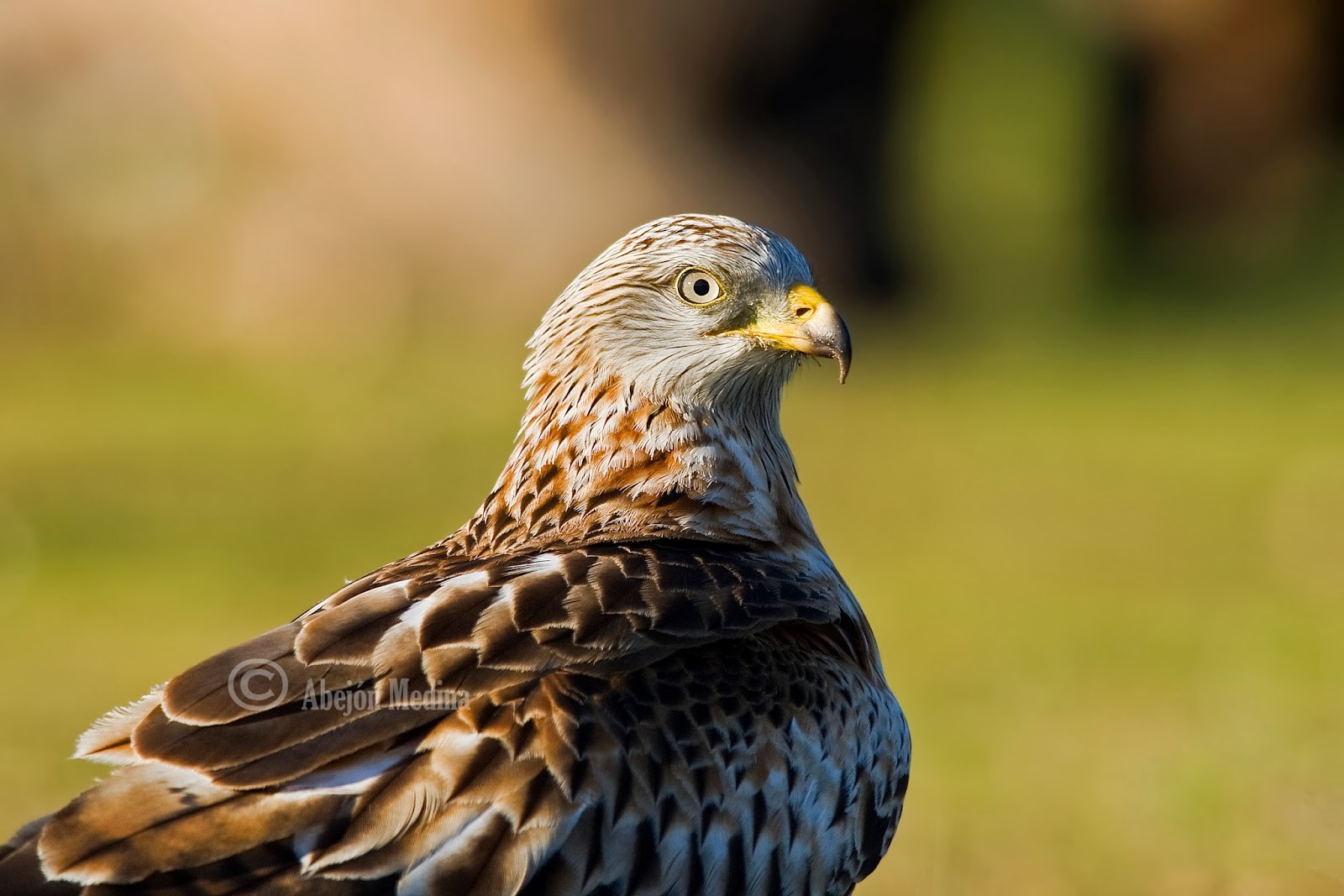La naturaleza en mi objetivo: EL MILANO REAL (Milvus milvus)