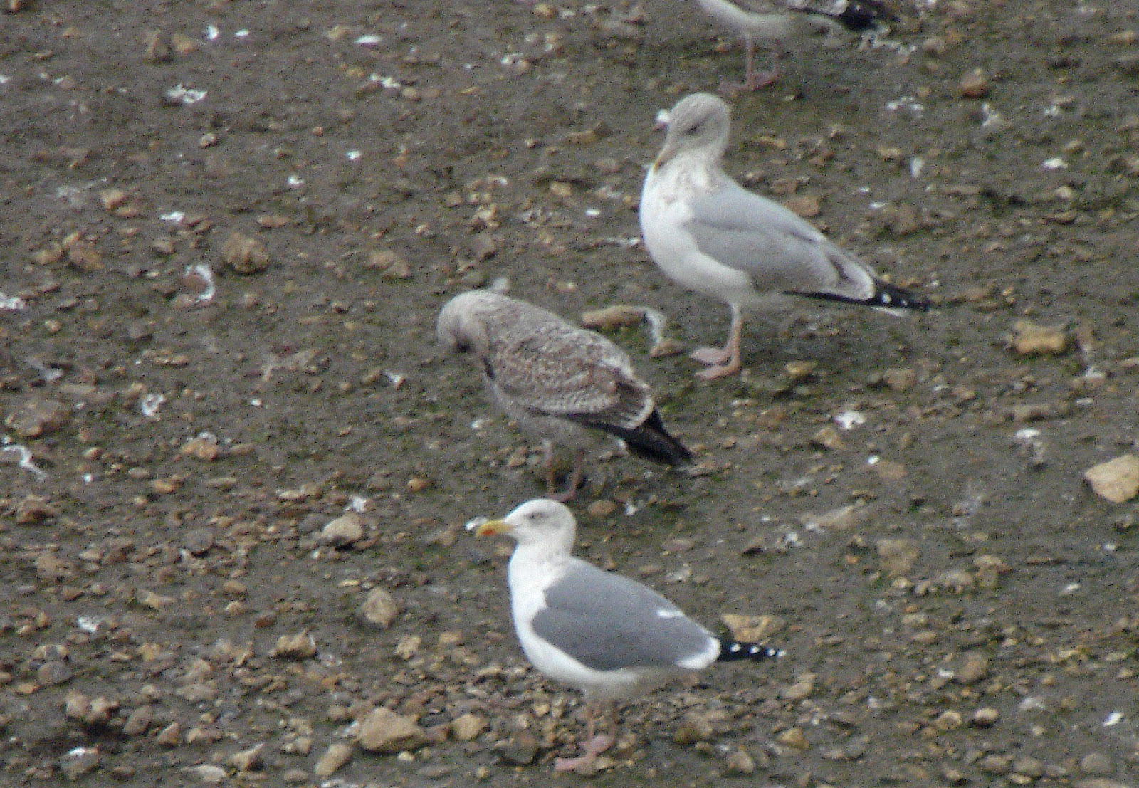 Non-Stop Birding: Gulling and mushing