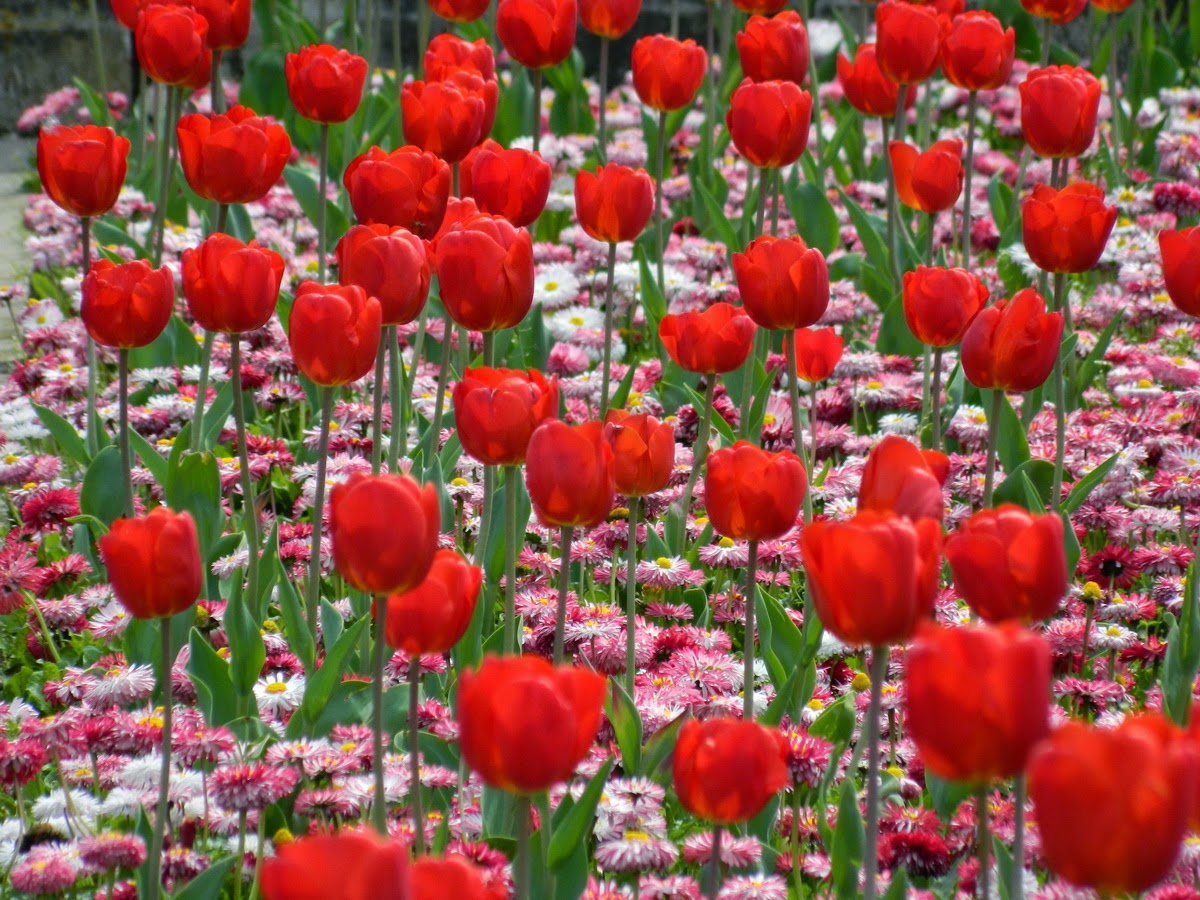 LA MULTI ANI, ROMANIA!: Lalele rosii si paralute