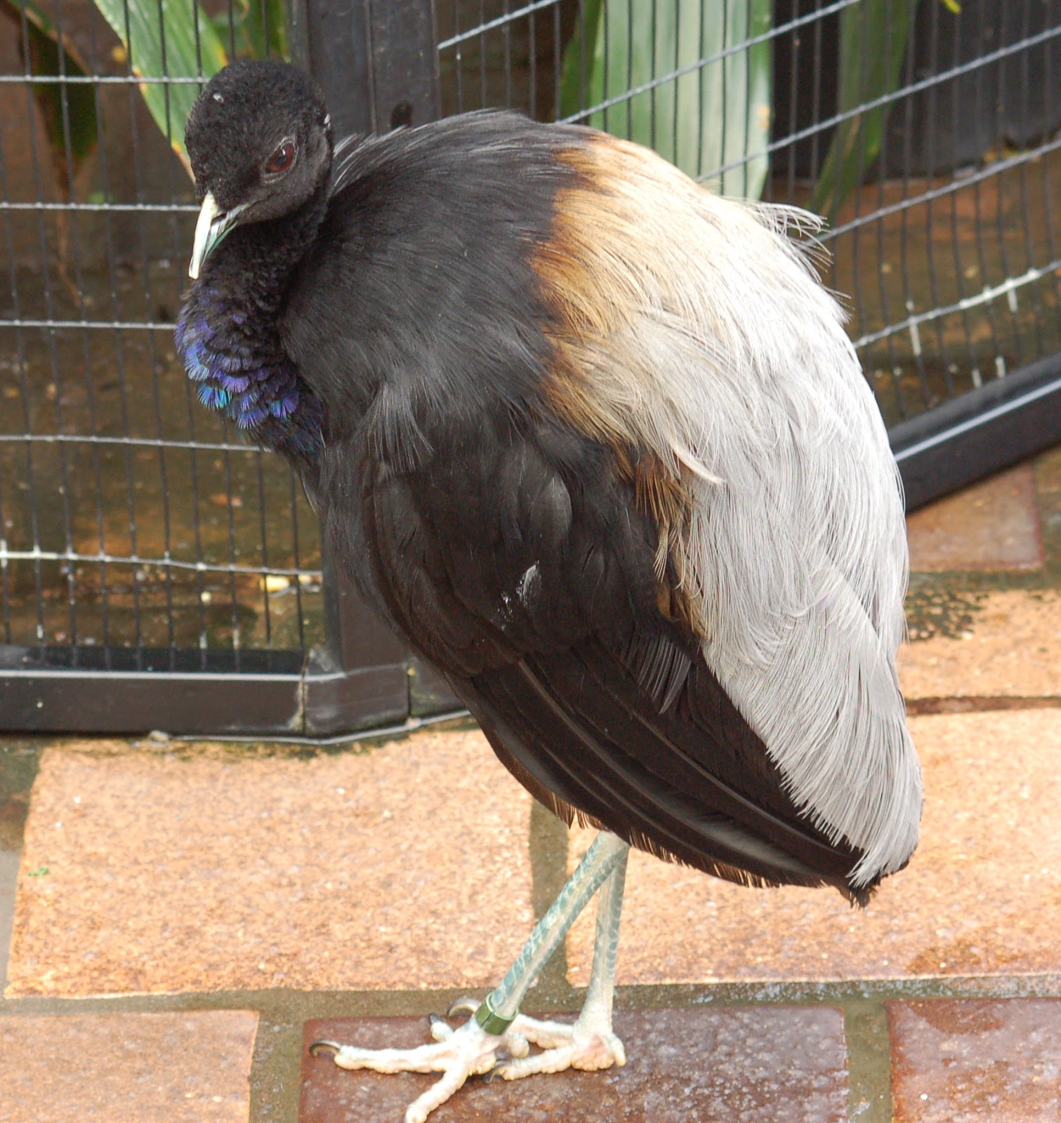 borazan kuşu - BilginCin