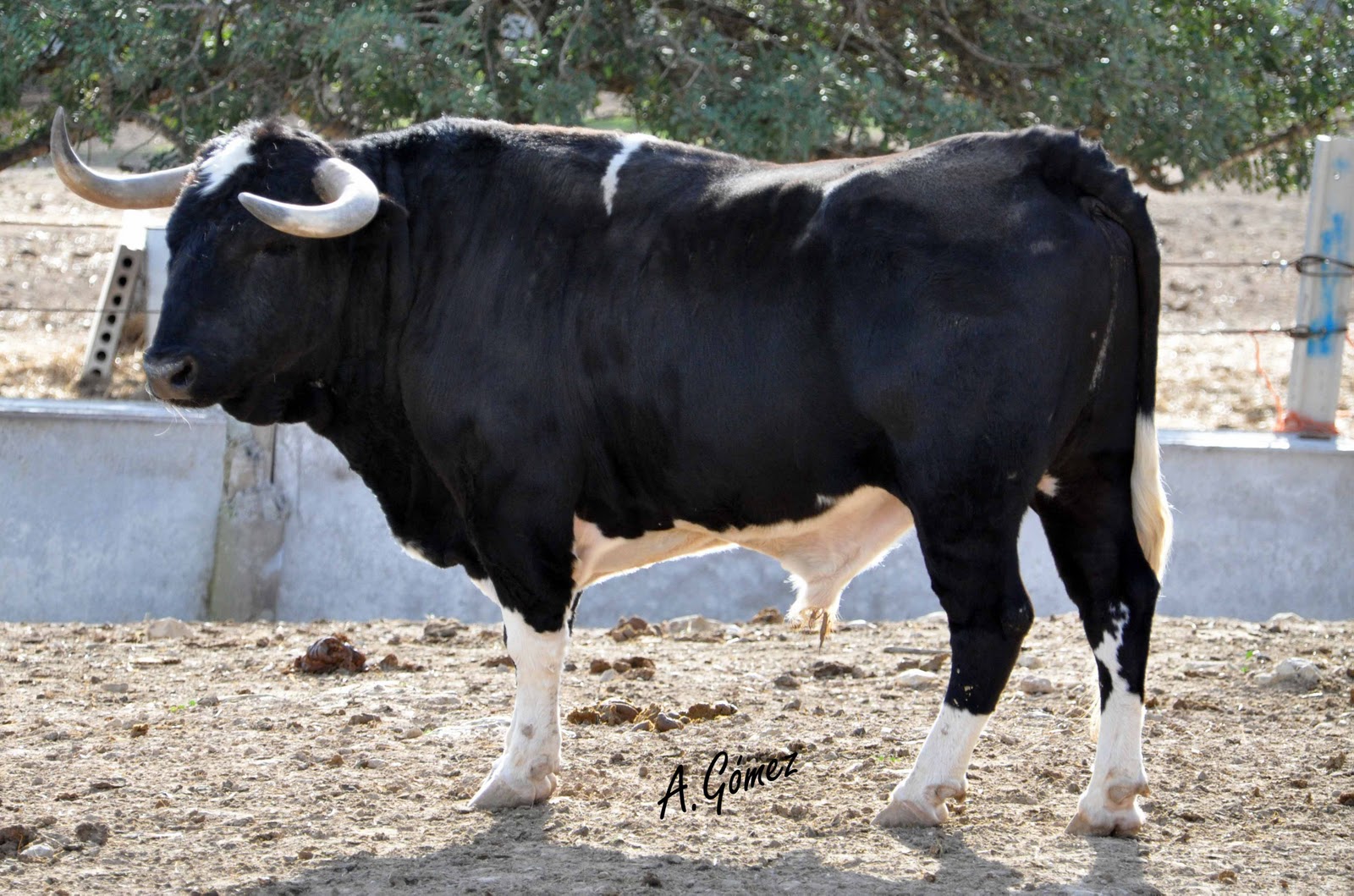 Imagenes de vacas y toros - Imagui