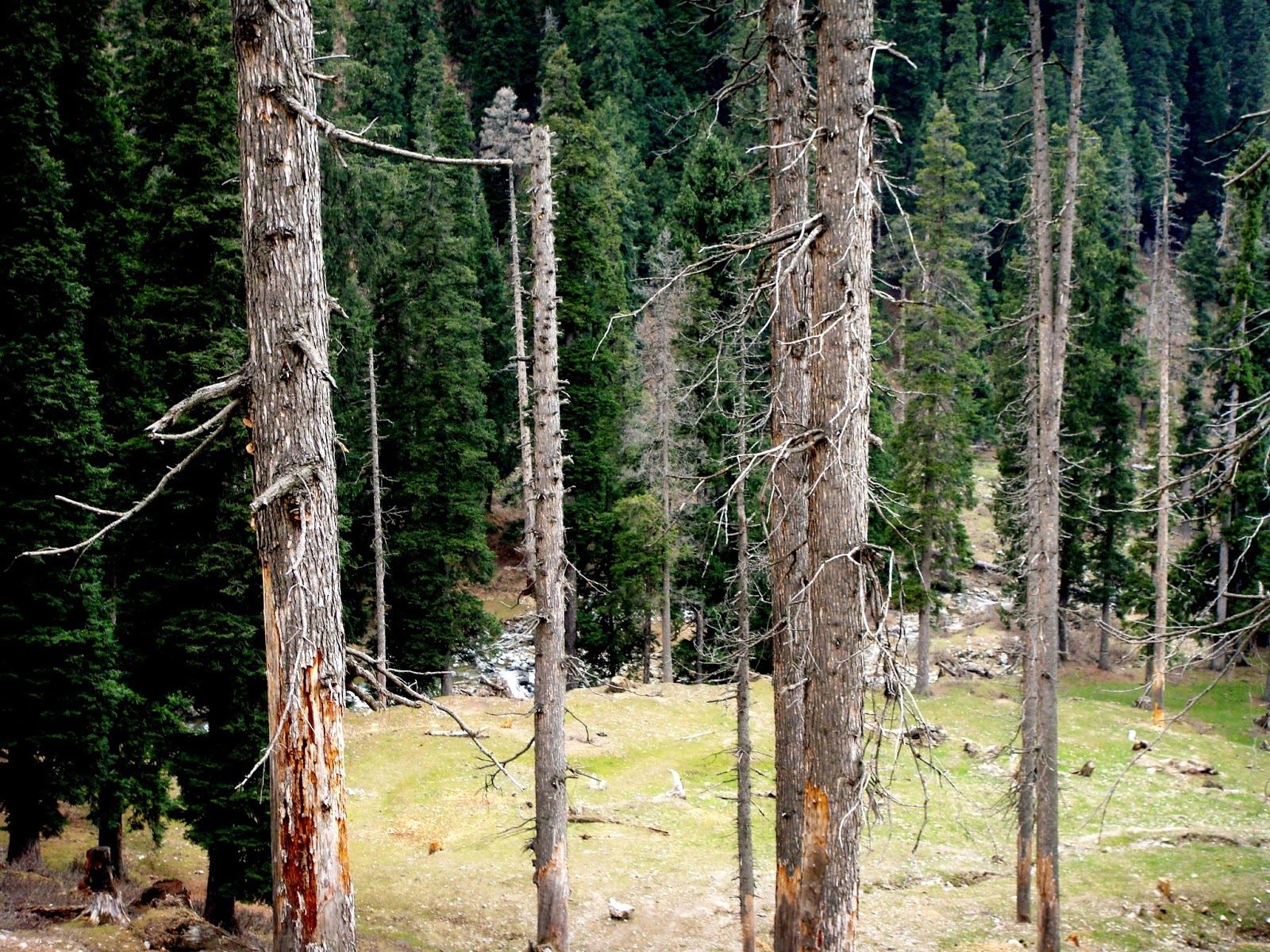CHINAR SHADE : KASHMIR , DR. PERCY BROWN AND MURIEL TALBOT.