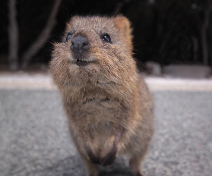 Austin Miller's Blog: Quokka