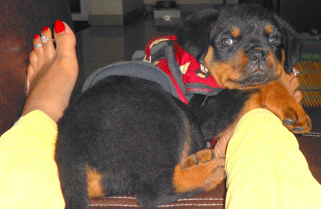 Leo - The Rottweiler: 3 Months Old Rottweiler Puppy