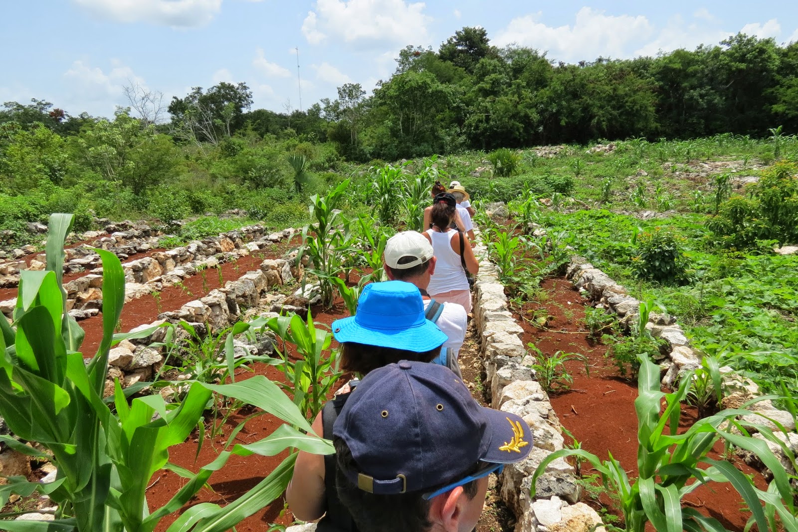 THE MAYA FARM - LA GRANJA MAYA : LA GRANJA MAYA - THE MAYA FARM