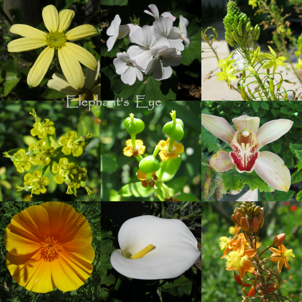 September in our False Bay garden