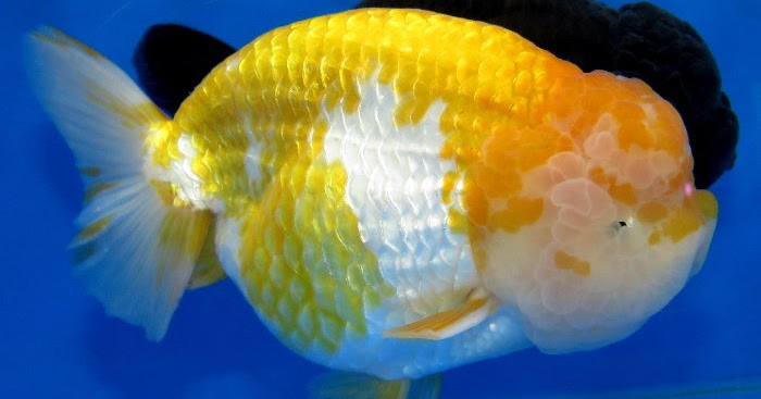 金魚&水族快訊Goldfish & Aquarium Messages: 黃白蘭壽(Yellow and white ranchu)