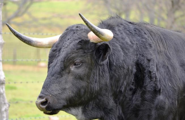 El Toro Negro, una Leyenda Delgadense - Delgado City