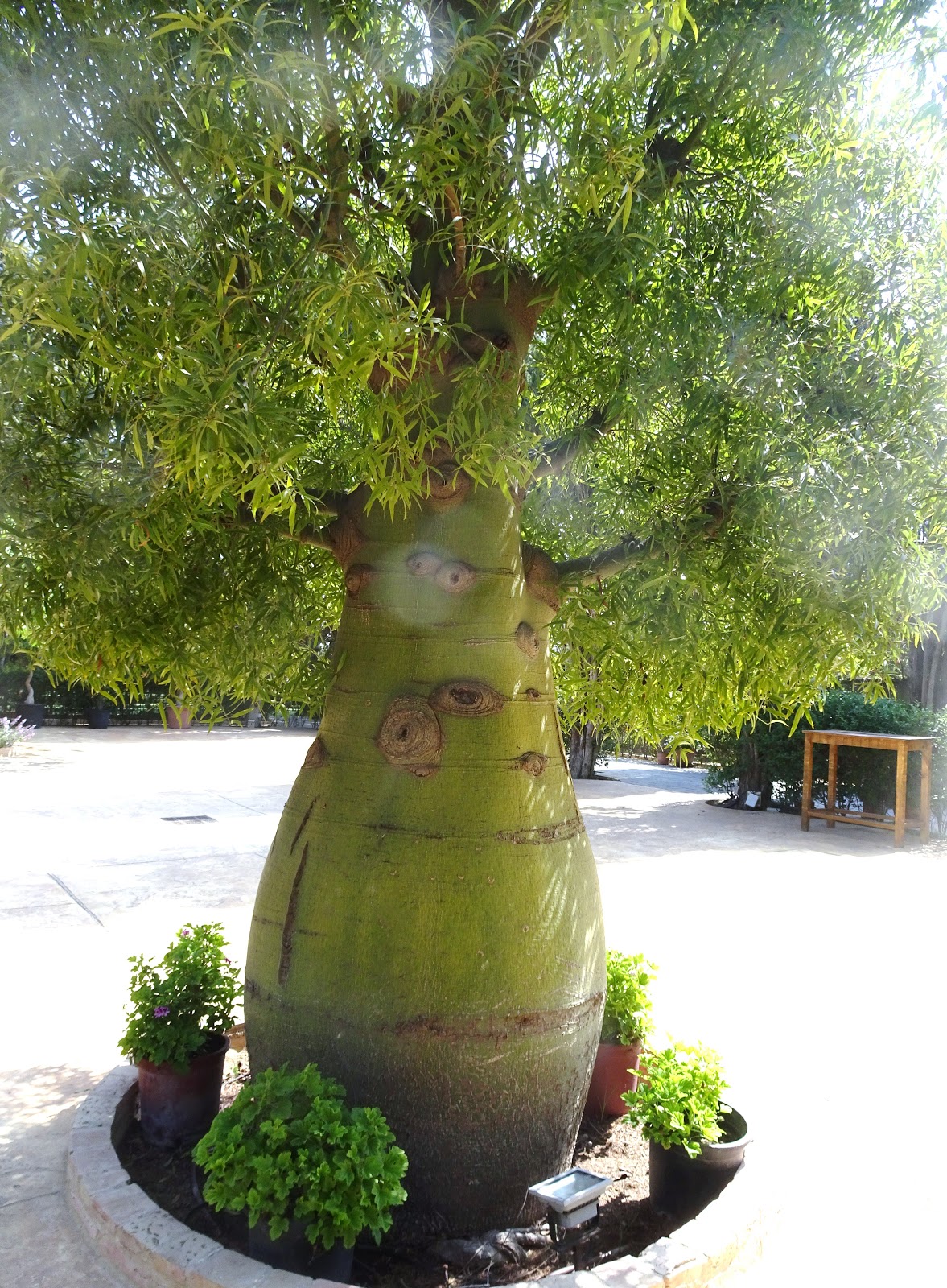 HERBARIO VIRTUAL DE BANYERES DE MARIOLA Y ALICANTE: Brachychiton ...