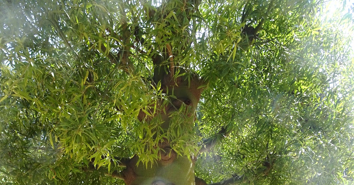 HERBARIO VIRTUAL DE BANYERES DE MARIOLA Y ALICANTE: Brachychiton ...