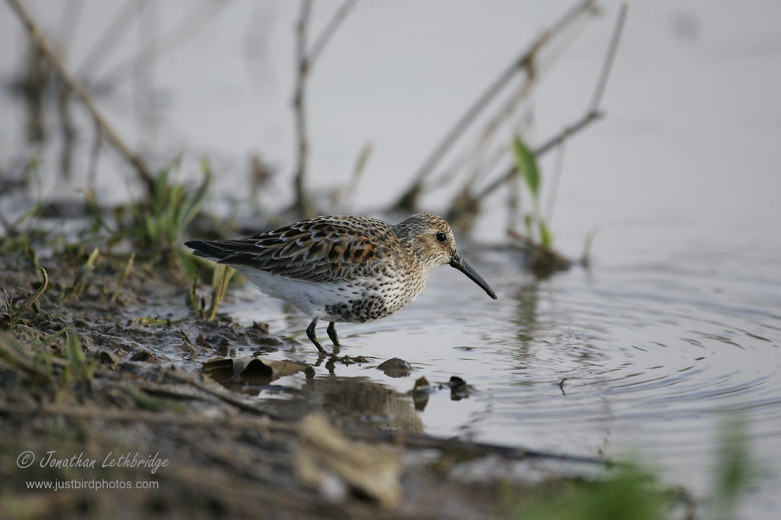 Wanstead Birder: Wanstead Rares