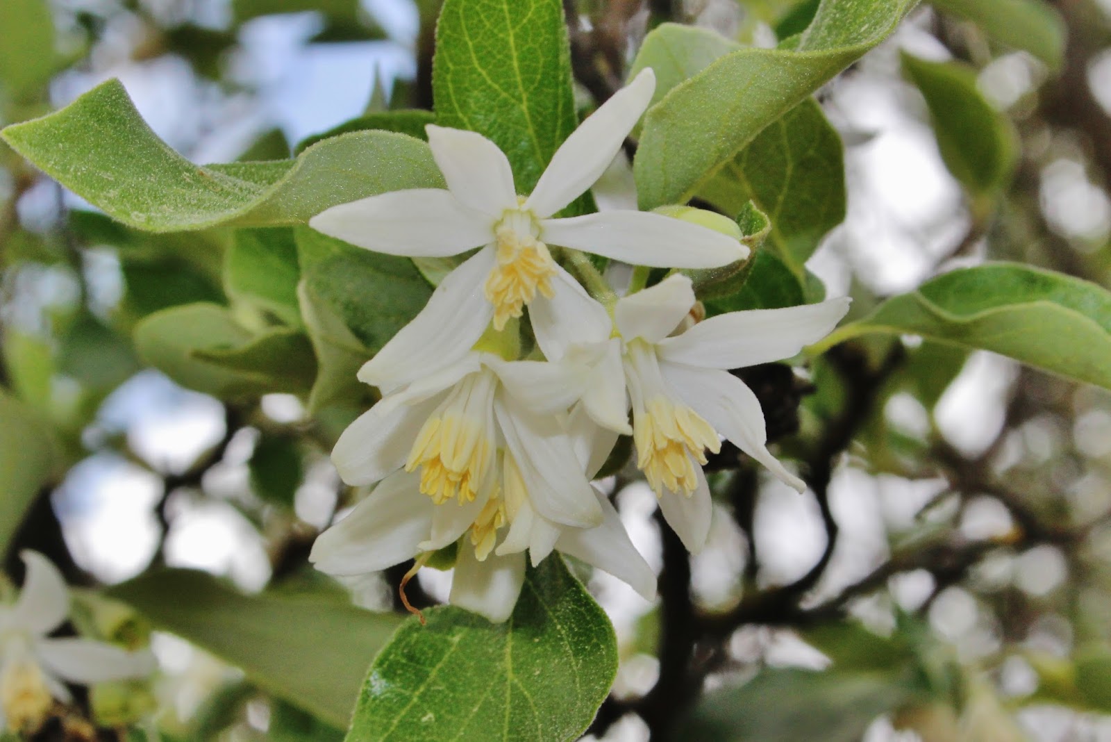 Biodiversity of Cyprus by NGO Protection of the Natural Heritage and ...