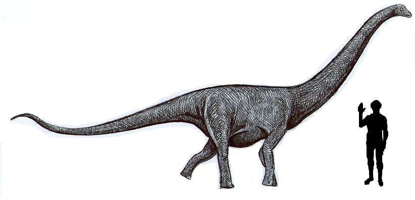 LOS ANIMALES PREHISTORICOS DE CHILE: ATACAMATITAN CHILENSIS