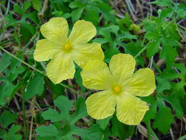 PHILIPPINE HERBAL PLANTS AND THEIR USES: AMPALAYA