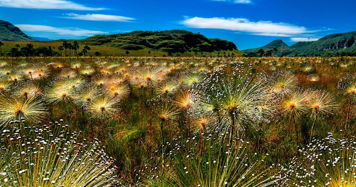 Articles by Chris McGowan: The Importance of Being Cerrado: Brazil's ...