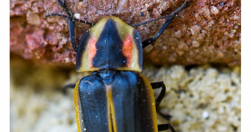 jeremy richter | photography :: blog: The Winter Dark Firefly ...