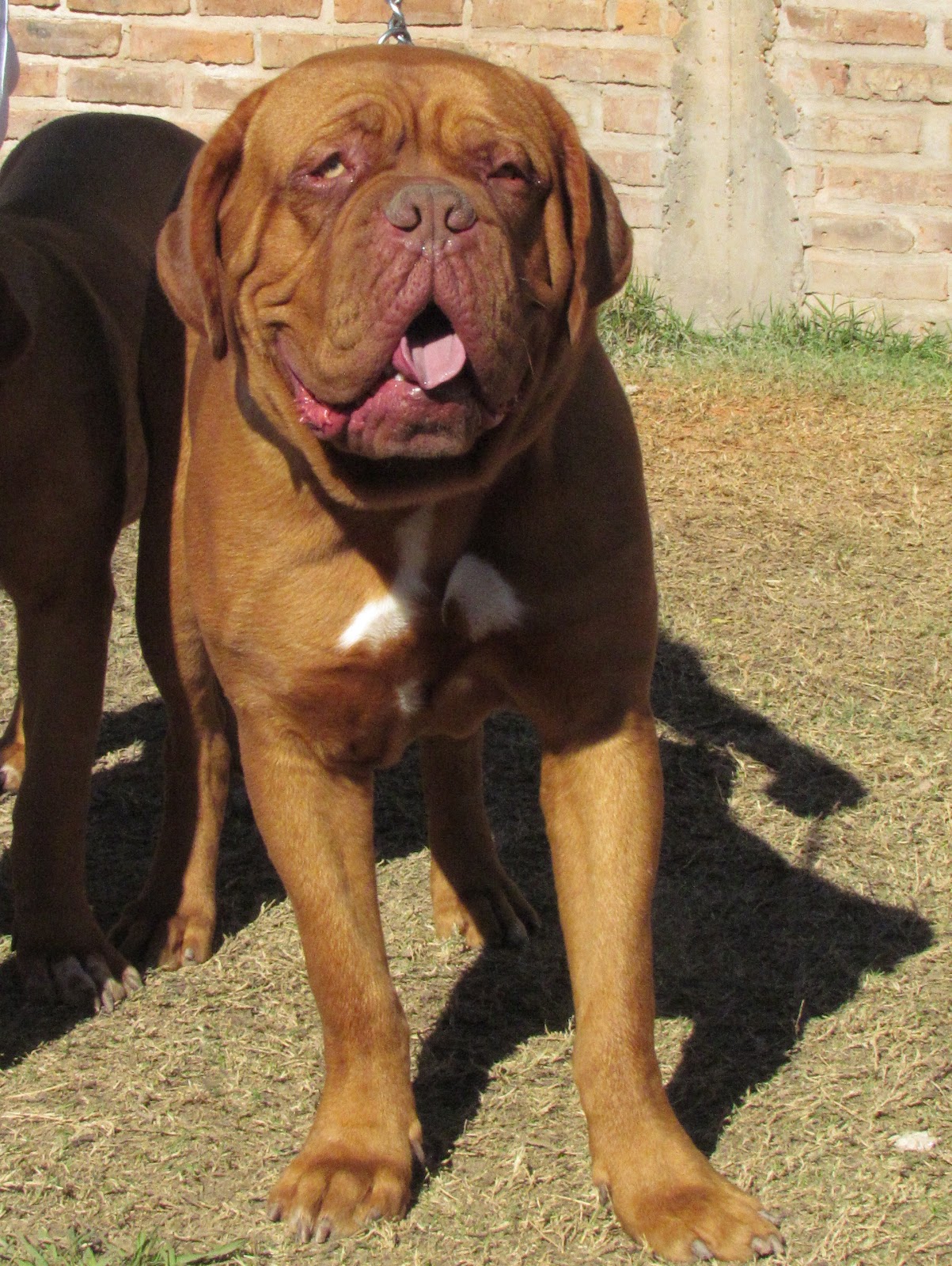 EL LEÓN CELTA - Dogo de Burdeos