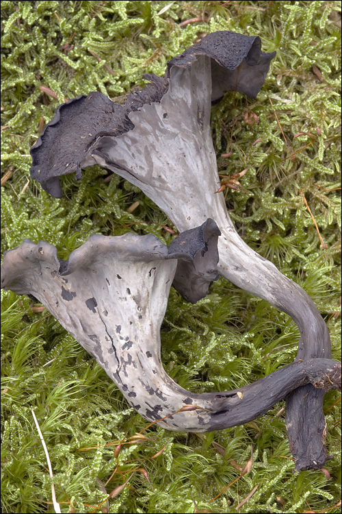 Kuopion luonnontieteellisen museon blogi: Mustatorvisieni ...