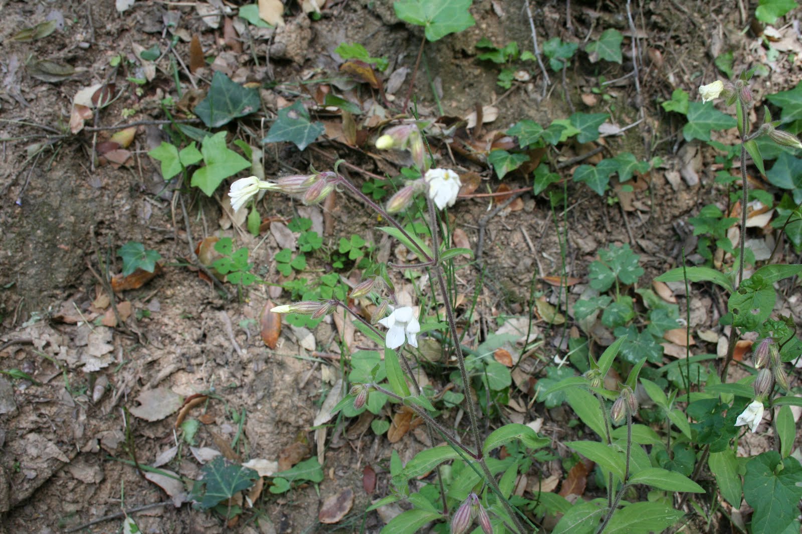 FLORS DE L'ARDENYA: HERBA PRIMA