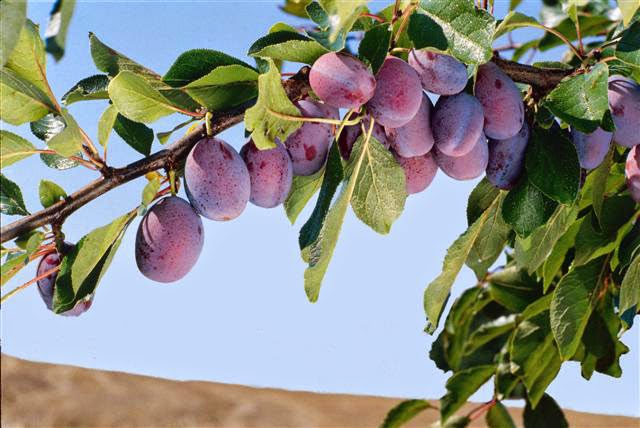 Le Douaire. Île de Vivre.: Tout savoir sur le prunier (les prunes ...