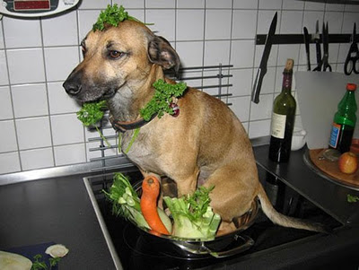 MAGAZIN CIUDAD REGION: Guiso de perro, el plato preferido en los ...