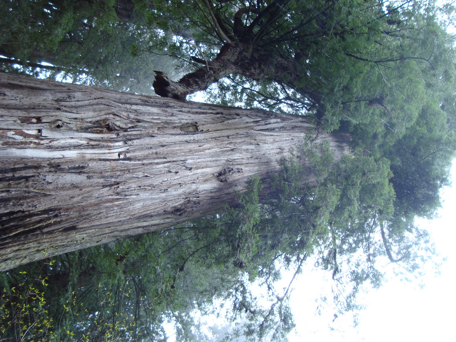 trailertimeincactusland: Redwood Forest ,Washington State!