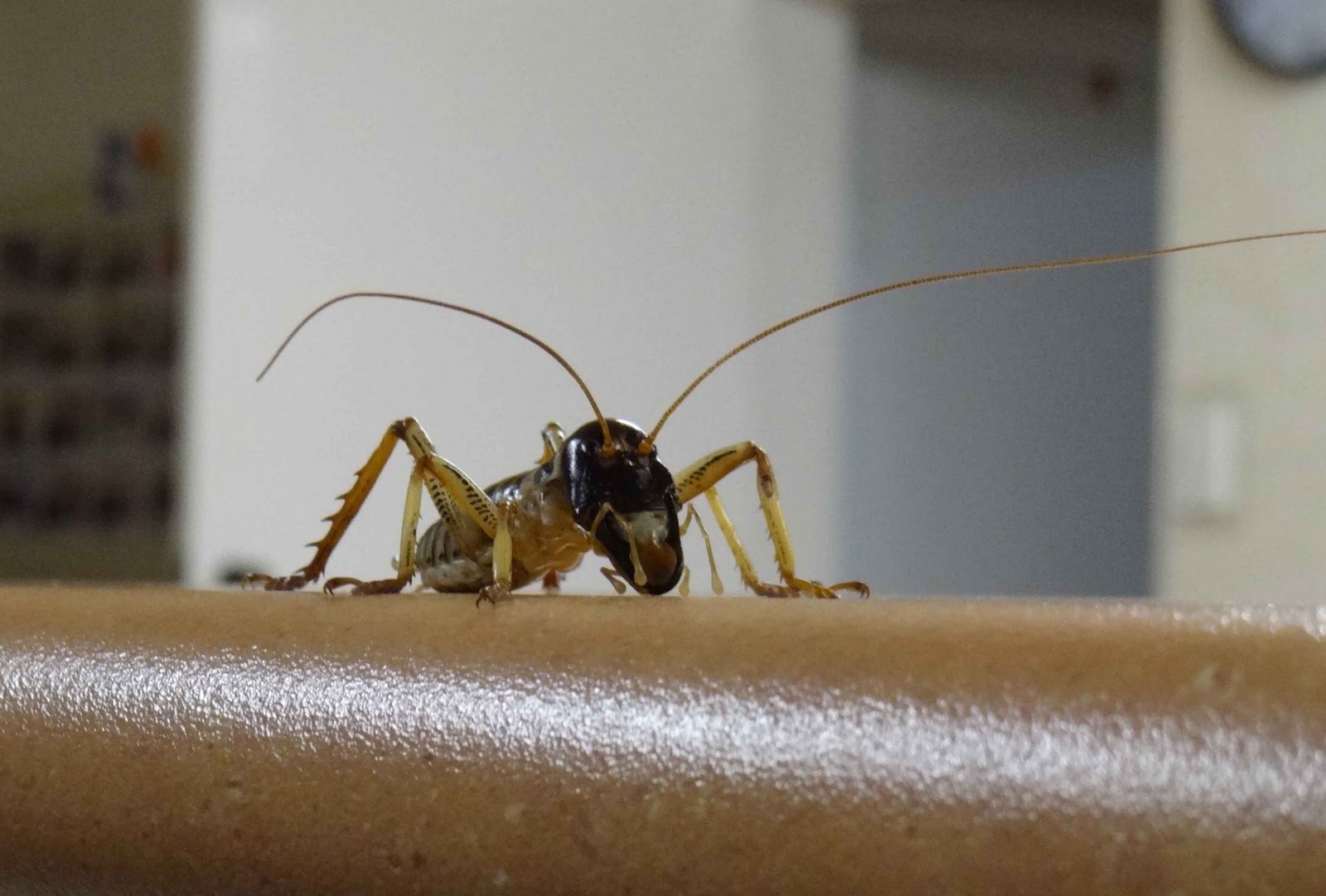 McVey Kiwi News: 'Wētā punga' - Weta - Rhaphidophoridae