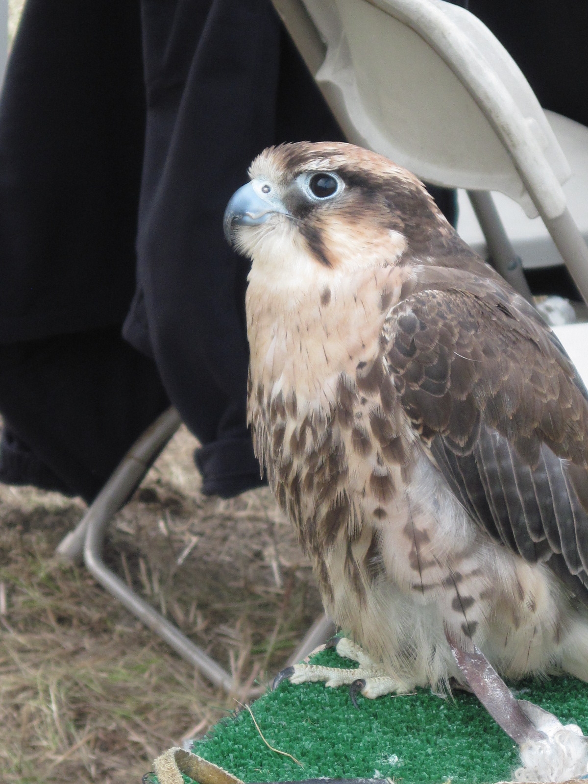 MonicasDiversityOfLifePage: LANNER FALCON