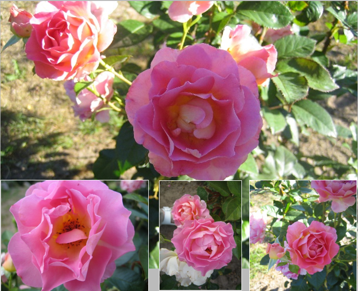 BEST-of-ROSE: PINK PARADISE