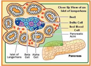 DEFINITION, FUNCTION, AND STRUCTURE OF THE PANCREAS | Science Lovers