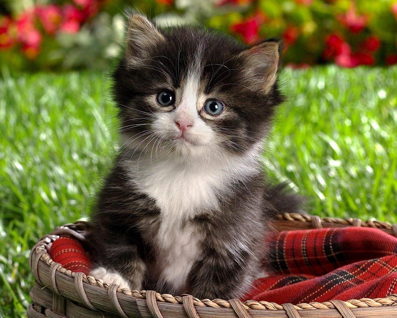 LA MASCOTA FELIZ: Mascotas: Cómo cuidar a un gato bebé