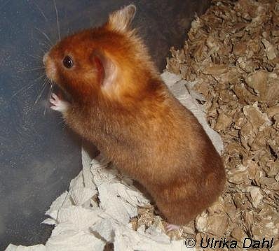 Färger | Guldhamster Hörnan