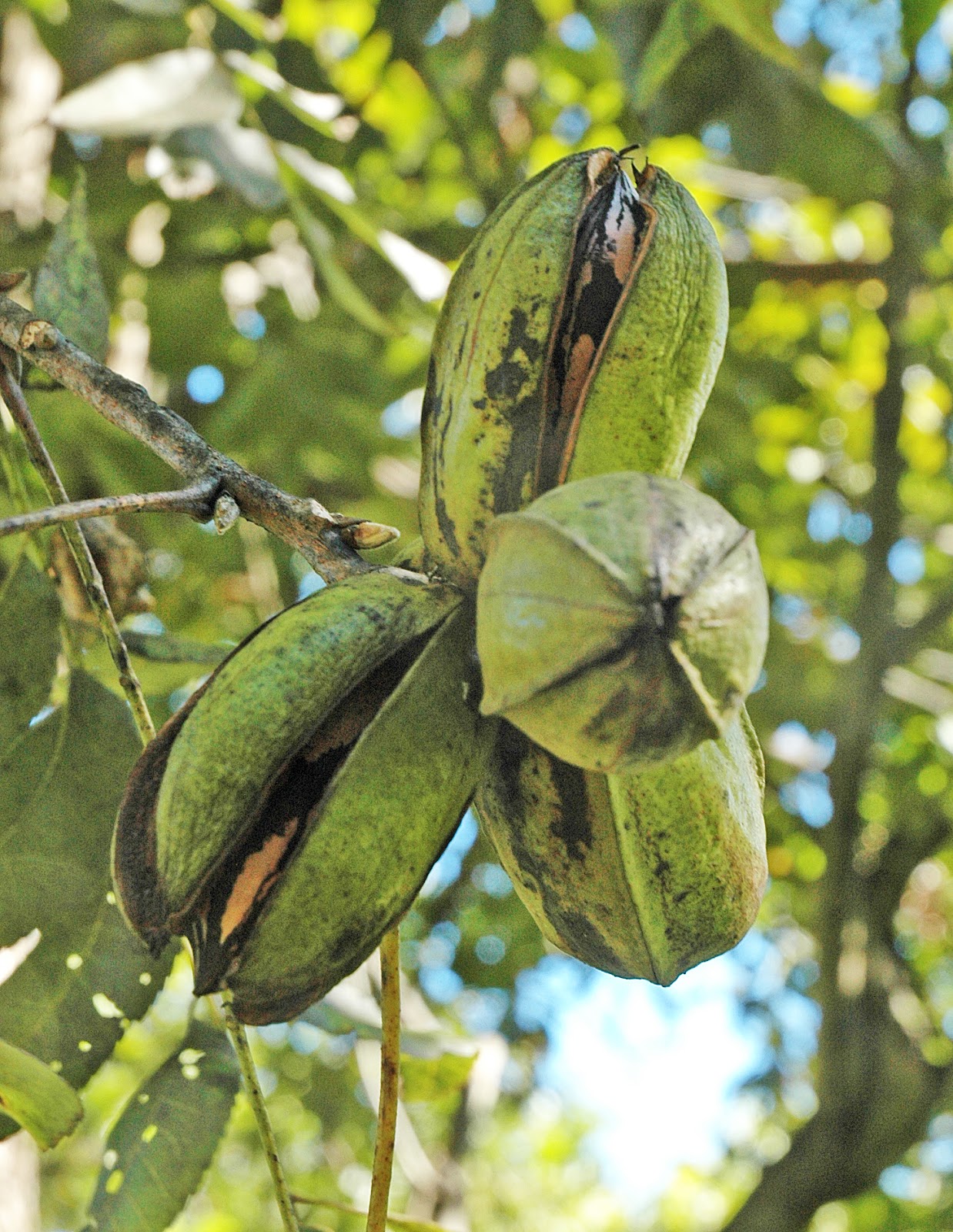 Northern Pecans: Pecan cultivars ripening by Oct 16