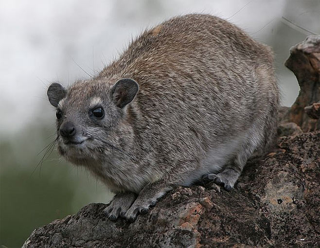 El ojo del buitre: Damán