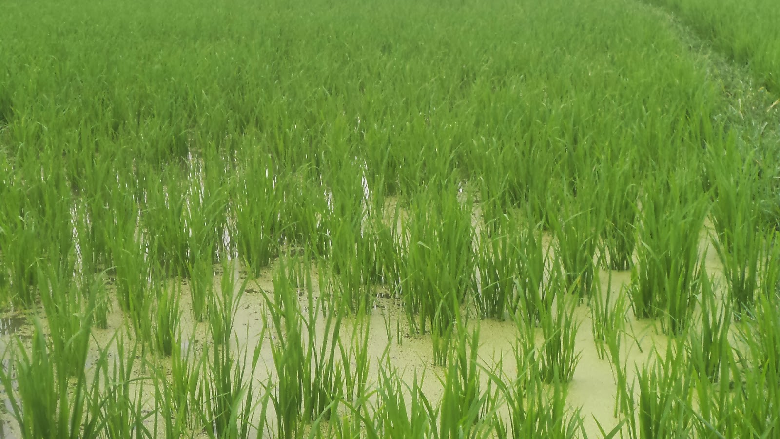Pictures: PADDY PLANTING
